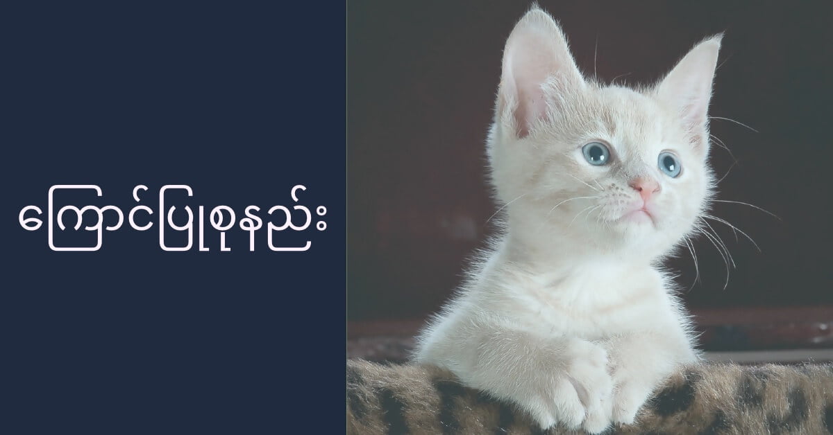 ကြောင်ပြုစုနည်း အခြေခံ – Myanmar Scientist